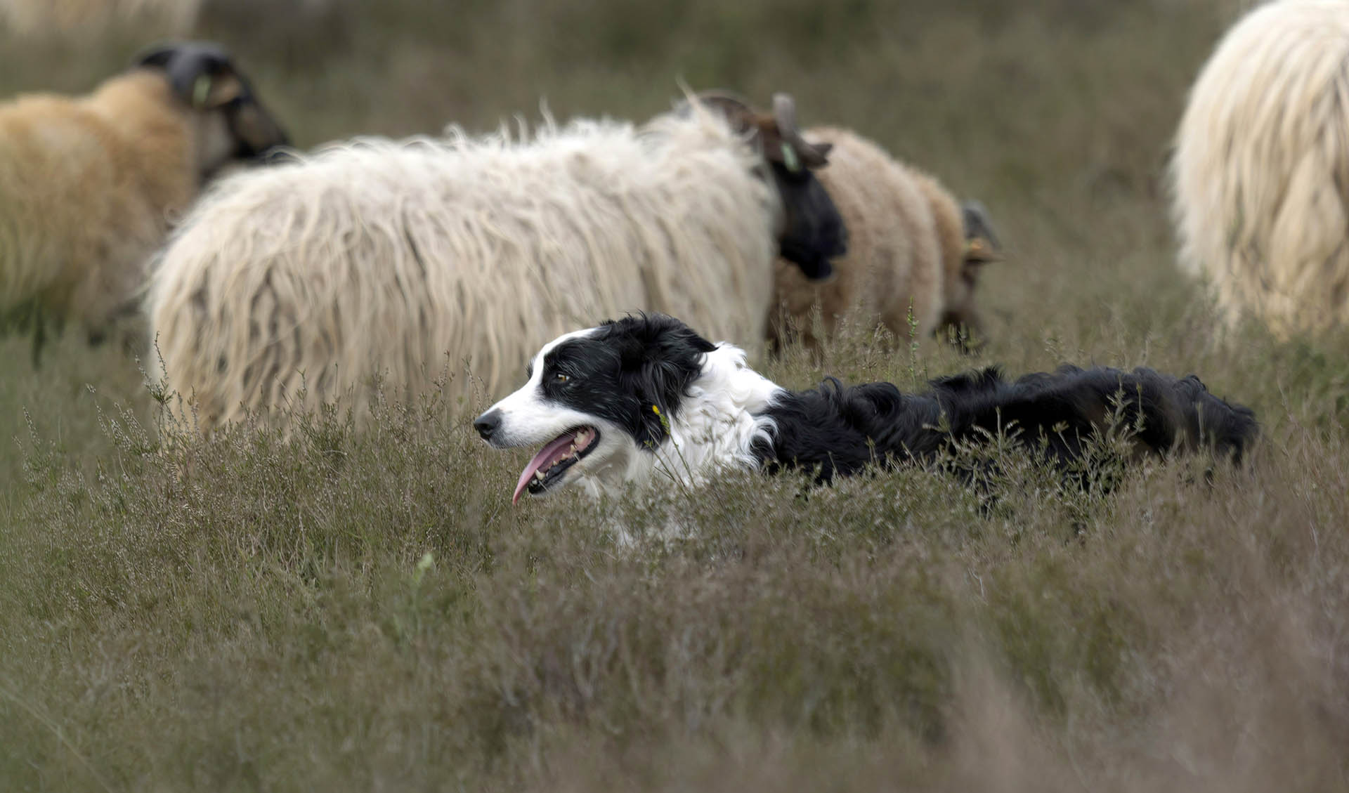 Animal Health | Novocarbo